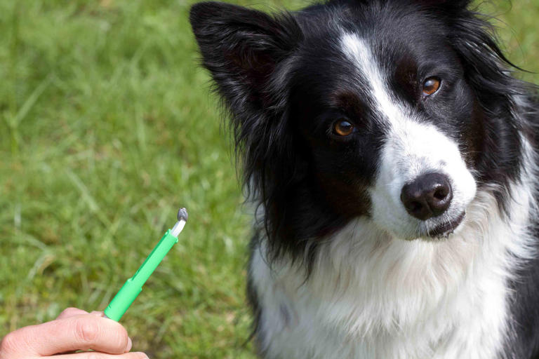 What is a tick removal kit and do you need one?