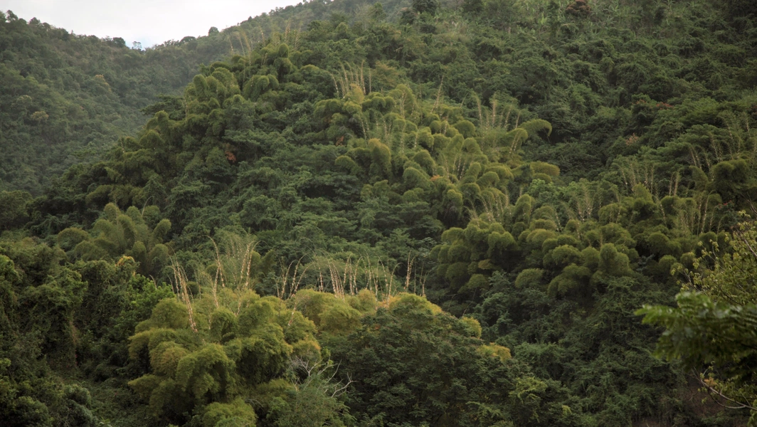 Bamboo care tips for thriving greenery