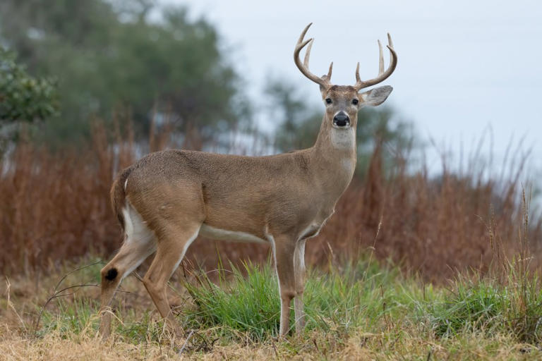 Border Report live: Feds focus on wildlife as New World screwworm cases ...