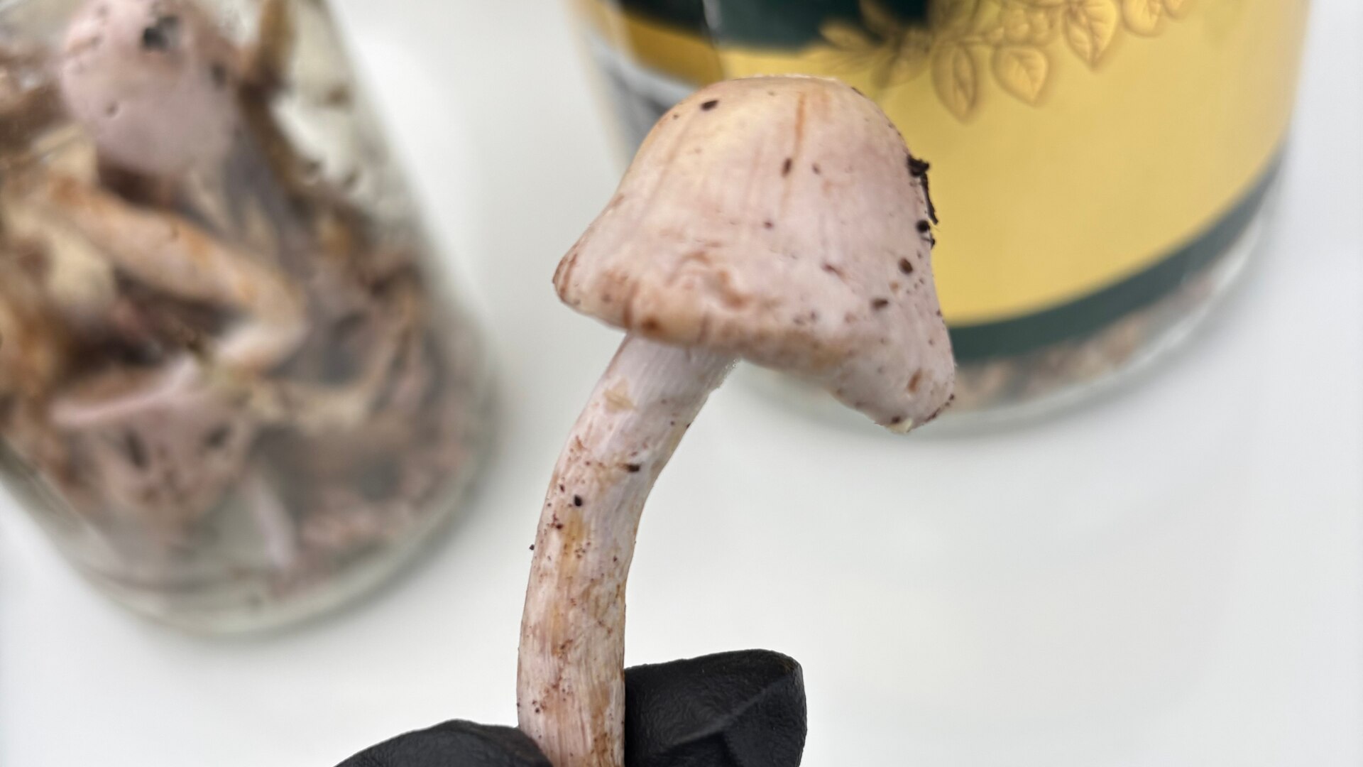 Lucky escape for Perth man allegedly caught with poisonous death cap ...