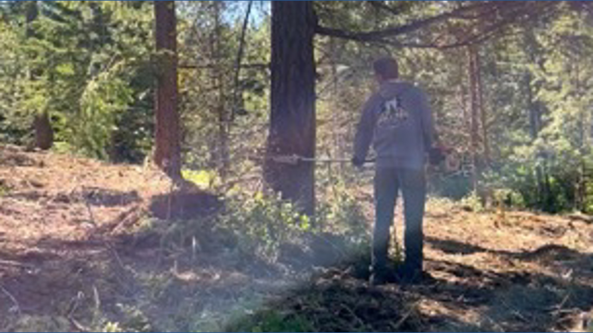 WA is reshaping forests to fight the next wildfire