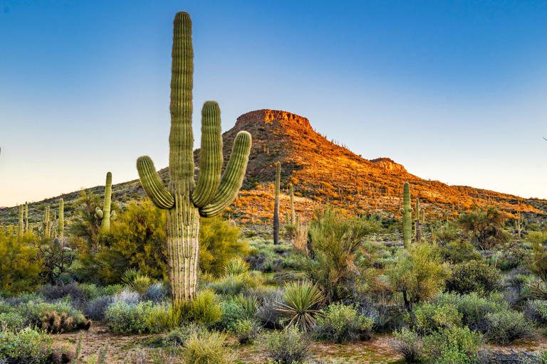 3 Arizona regions with diverse food scenes
