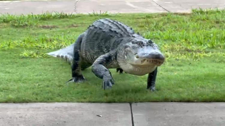 Another day, another massive gator spotted taking a stroll around Sienna