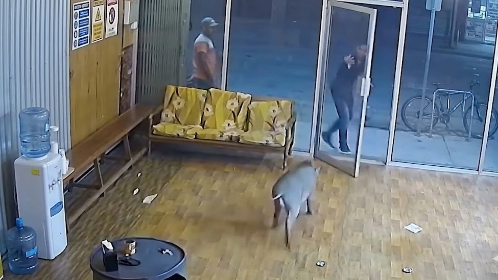 Um javali de 136 kg o perseguiu até em casa - então arrombou a porta