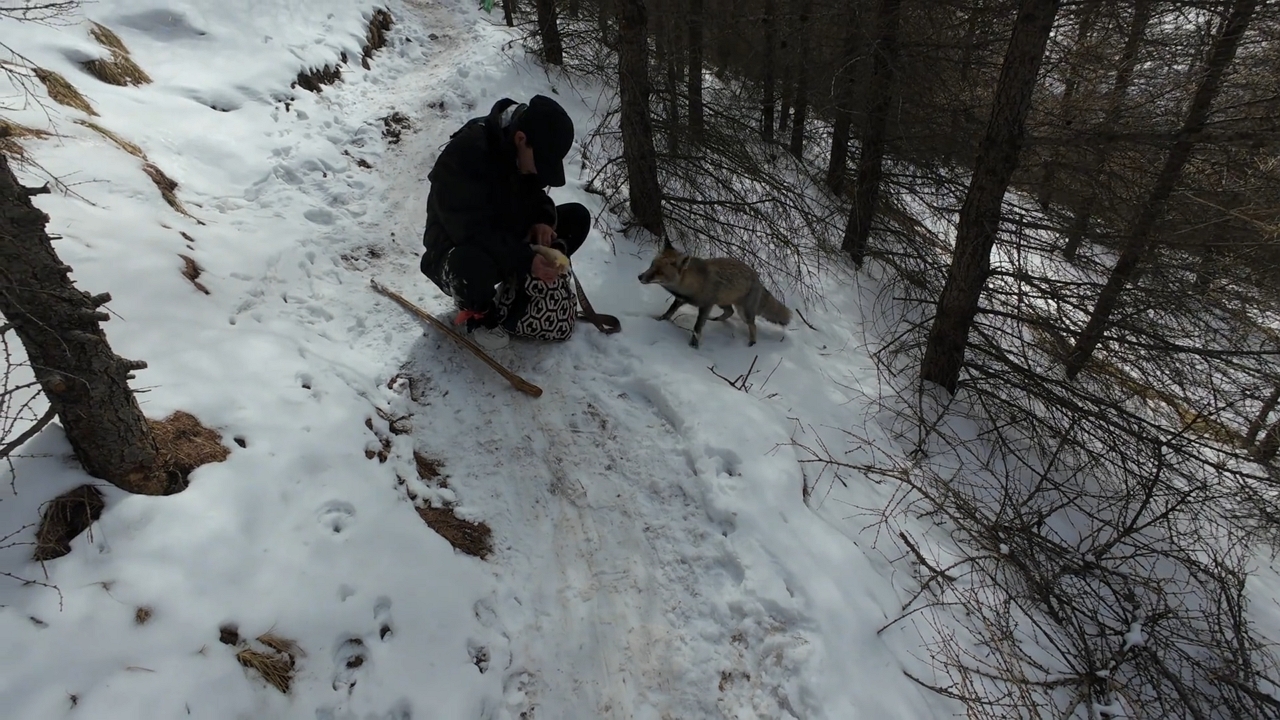 Woman shares snack with fox on mountain hike