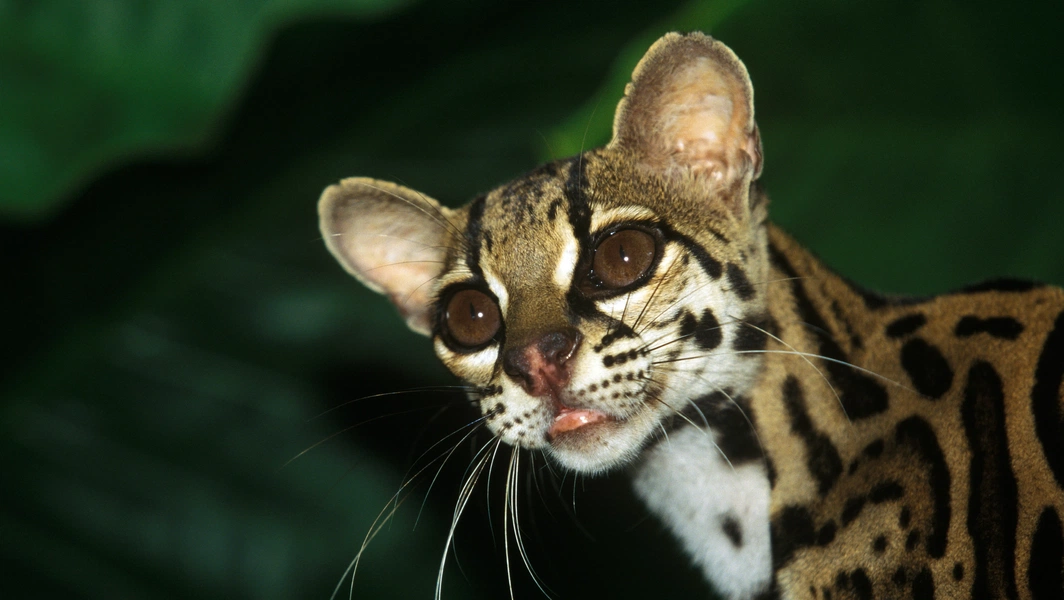 7 small wild cats with remarkable adaptations