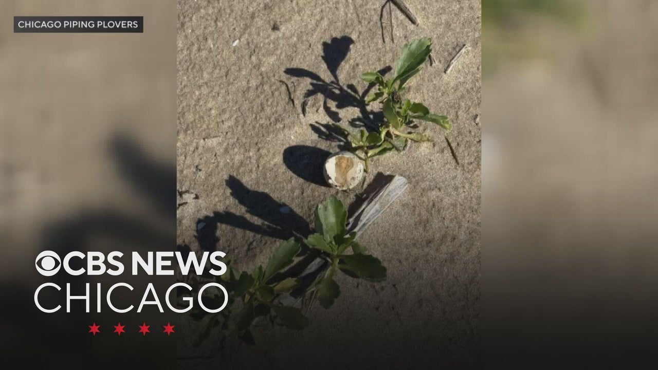 Four piping plover chicks hatch at Montrose Beach