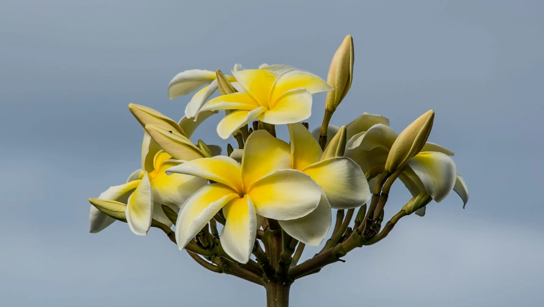 8 rare plants with captivating scents