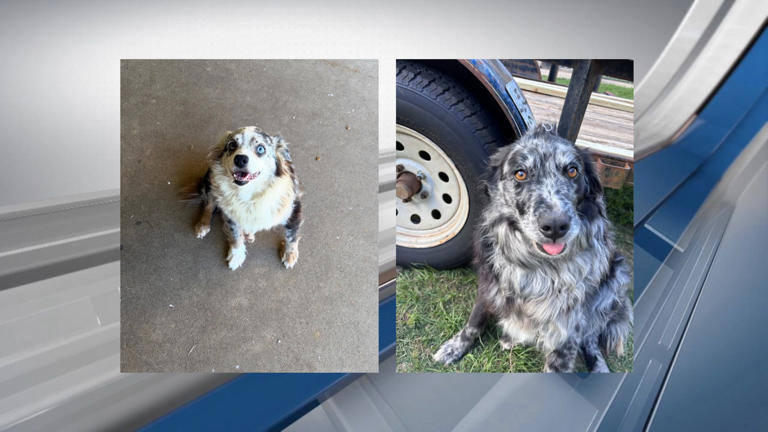 Smith County Sheriff’s Office looking for two dogs reportedly stolen ...