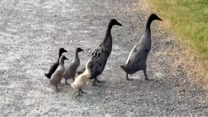 Indian runner ducks dumped and then rescued from wildlife refuge
