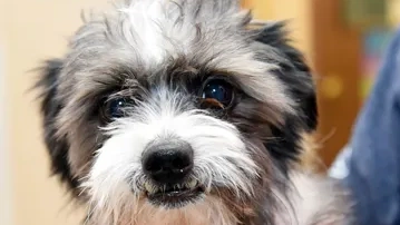 Rescue dogs’ journeys from fear to trust