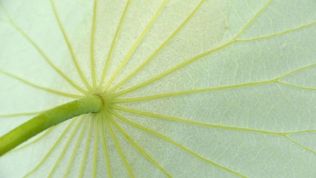 13 fascinating views of ordinary things up close