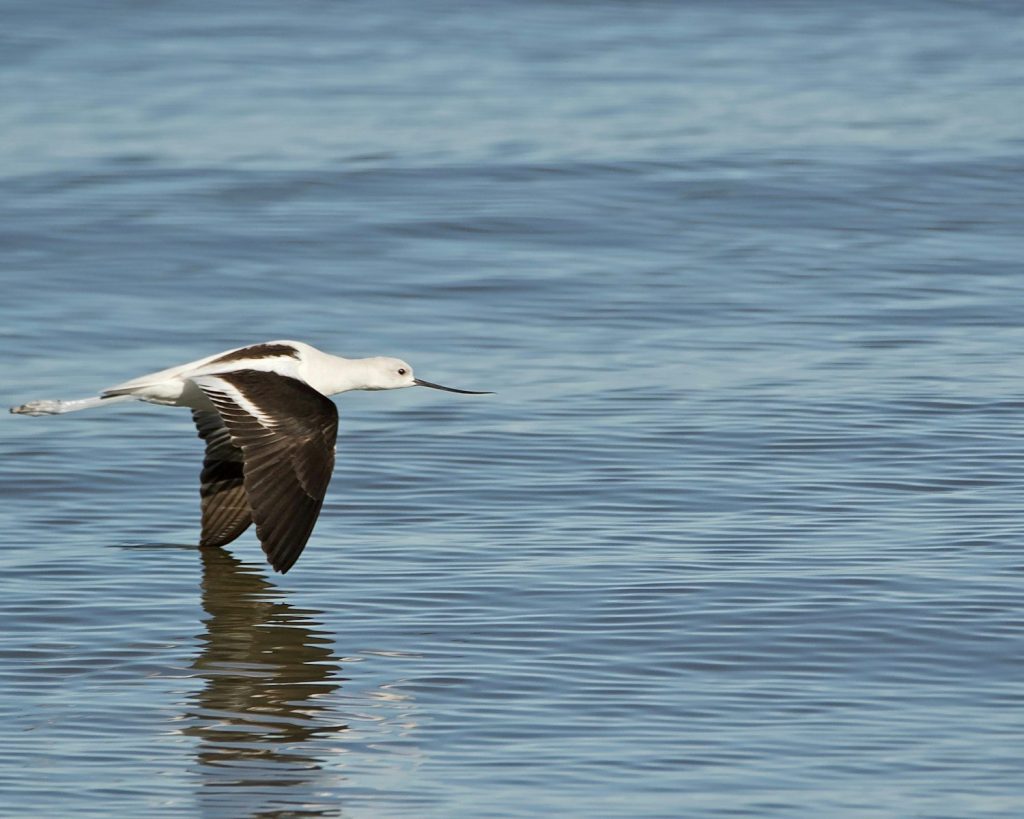 How volunteers are protecting Britain’s most vulnerable shorebirds