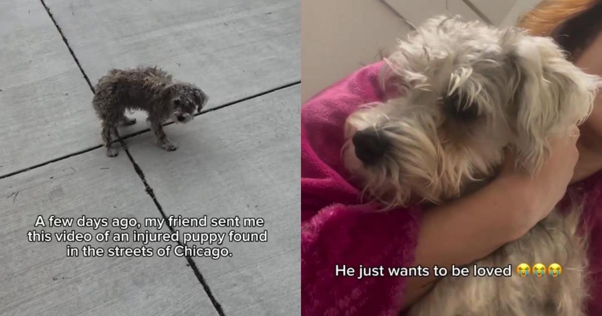 Injured puppy found on the street gets a second chance at life