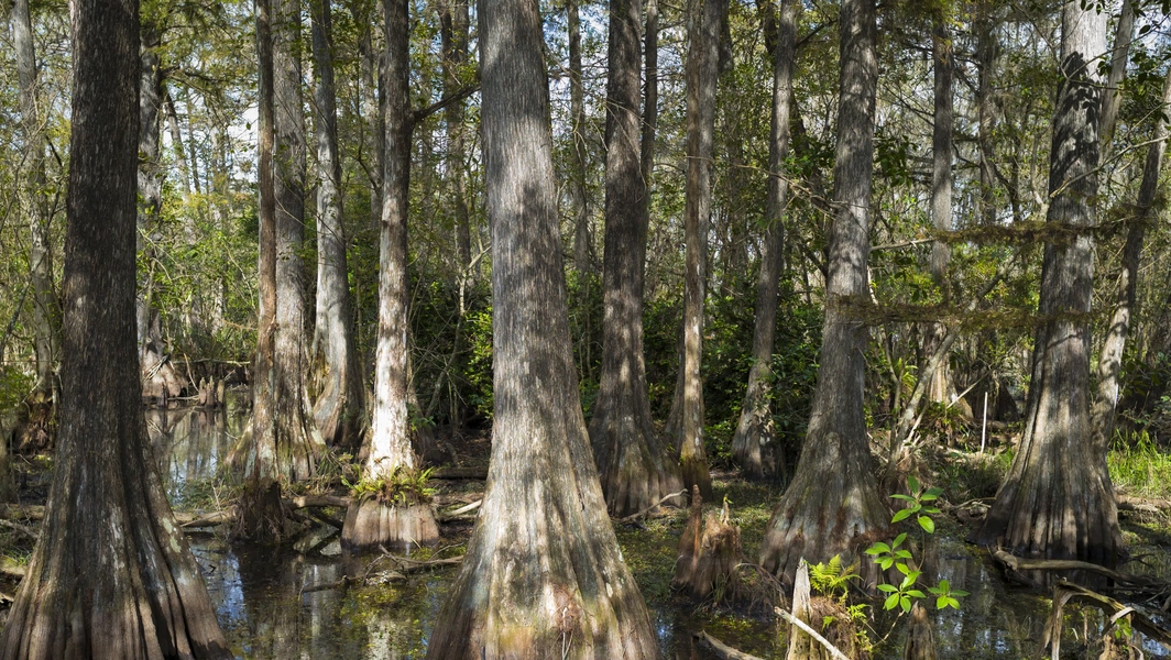 Snake-rich waterways of the southeastern US