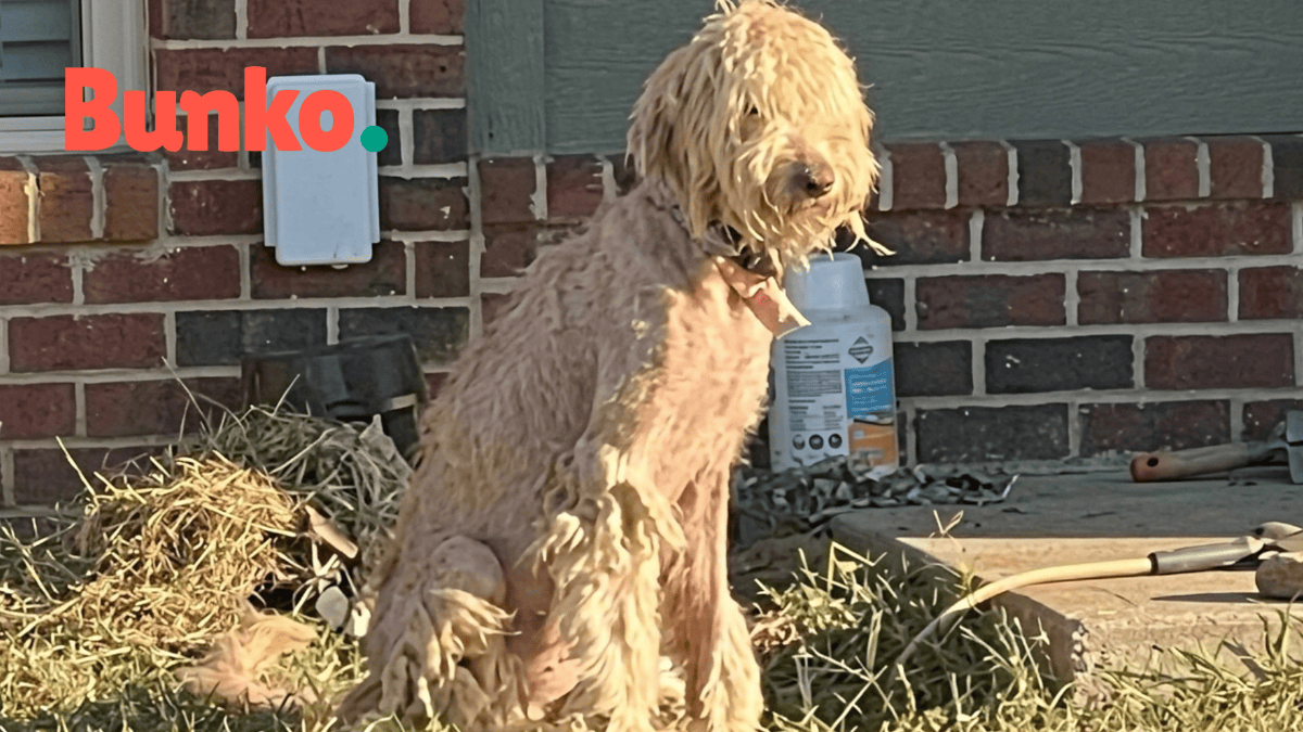 Daisy, la perrita que pasó de estar en carne viva a convertirse en una ...
