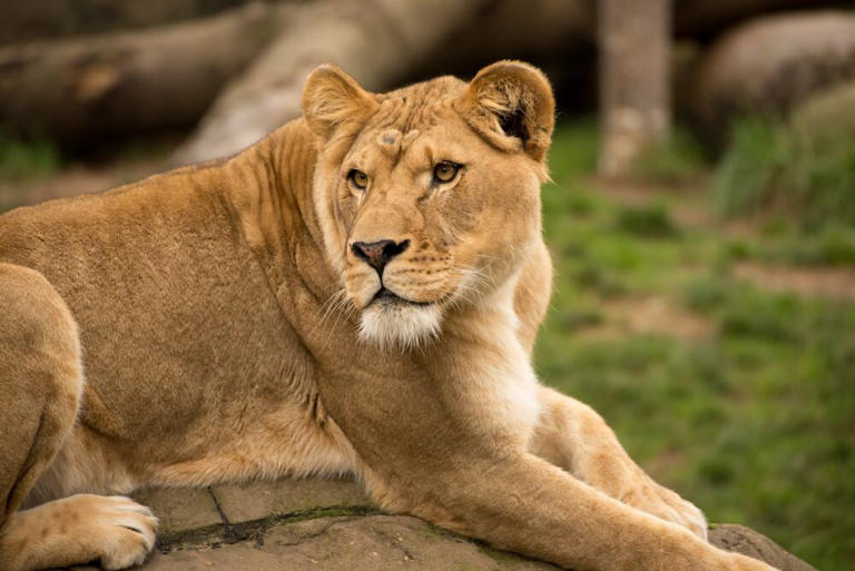 Oldest lion in Oregon zoo pride dies