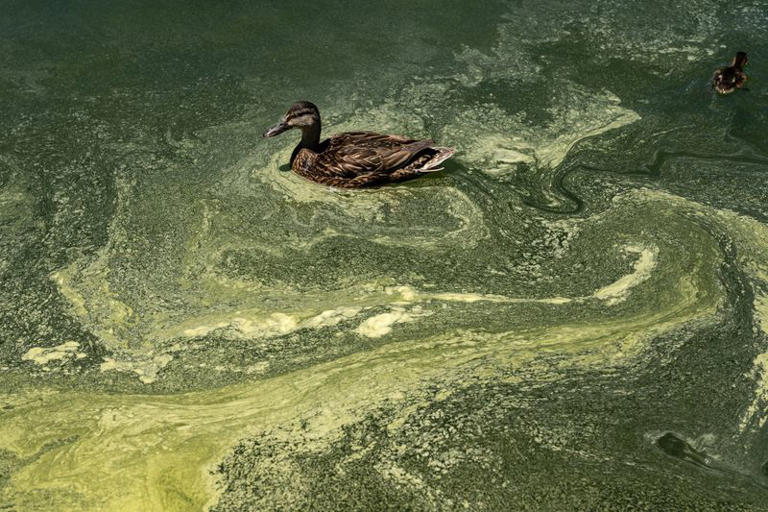 Crews battle algae bloom in Washington's newly repainted Reflecting Pool