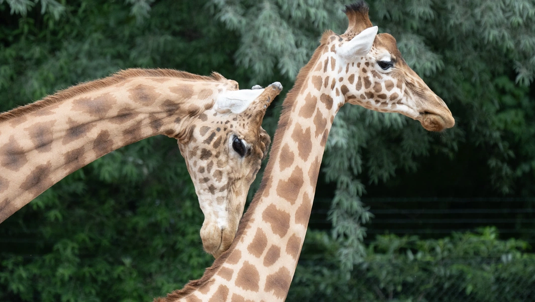 Giraffe biology, behavior, and conservation