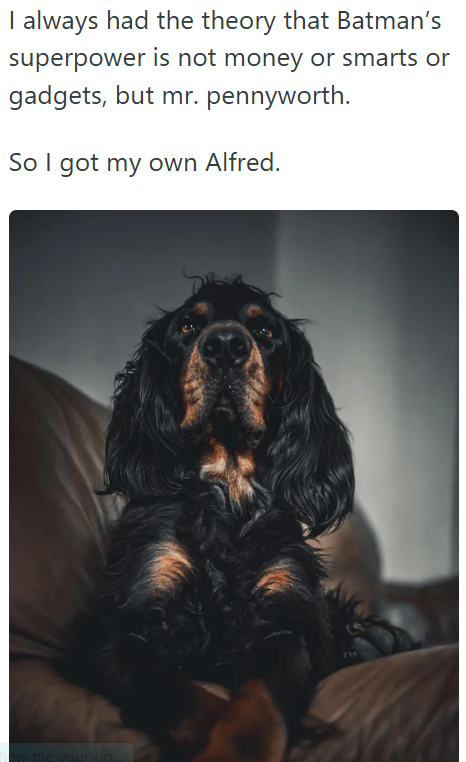 23 pawdorable pups with pop culture inspired names