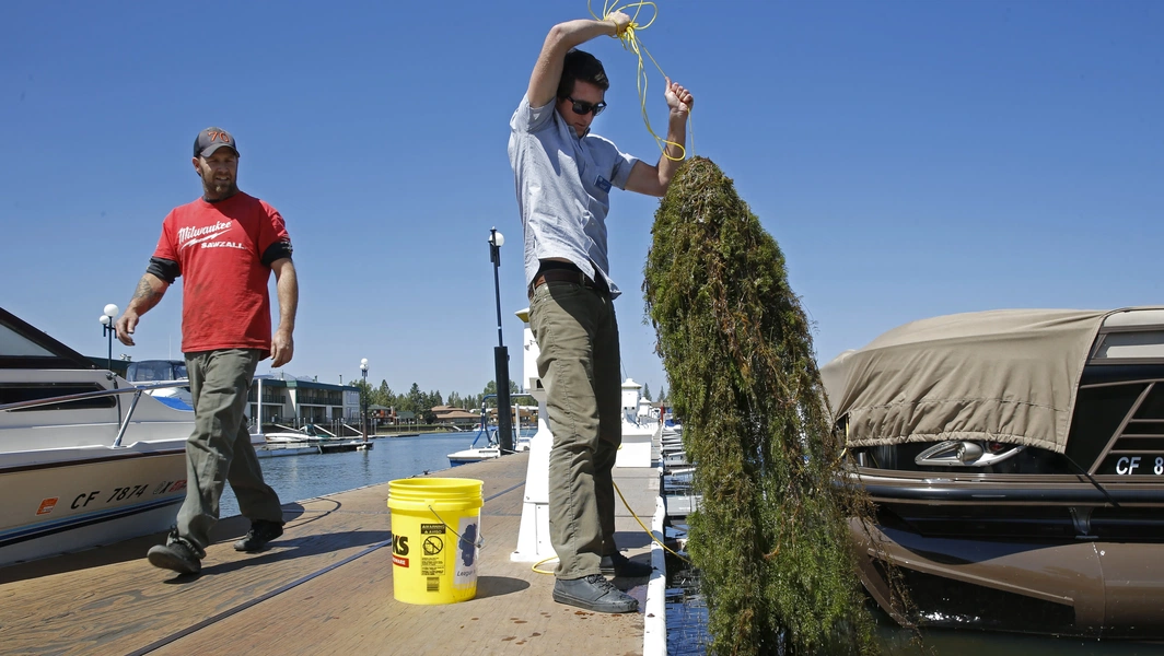 Invasive species impacting US ecosystems and economy