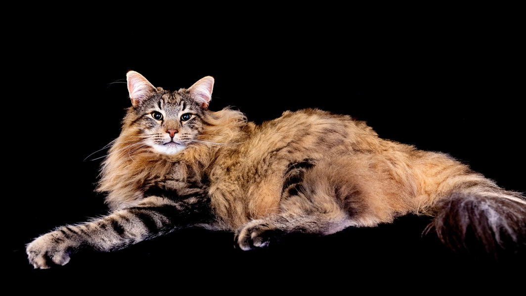 12 cat breeds ranked by scientific beauty