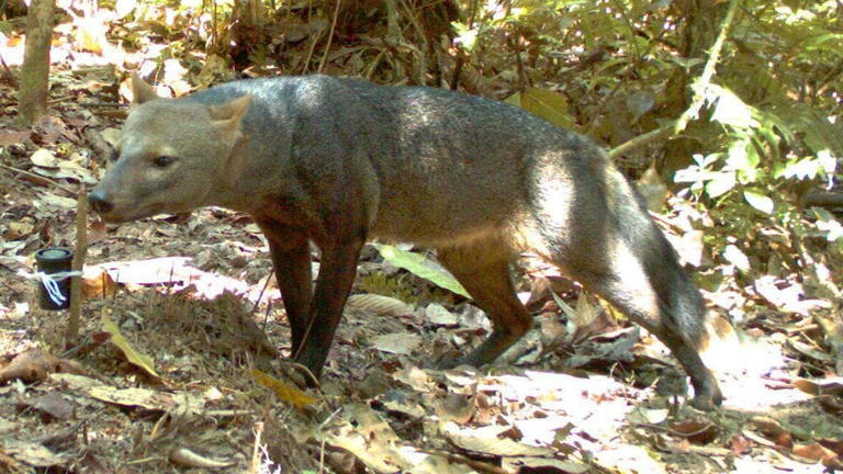 Amazzonia, svelato il mistero del "cane fantasma": le incredibili foto ...
