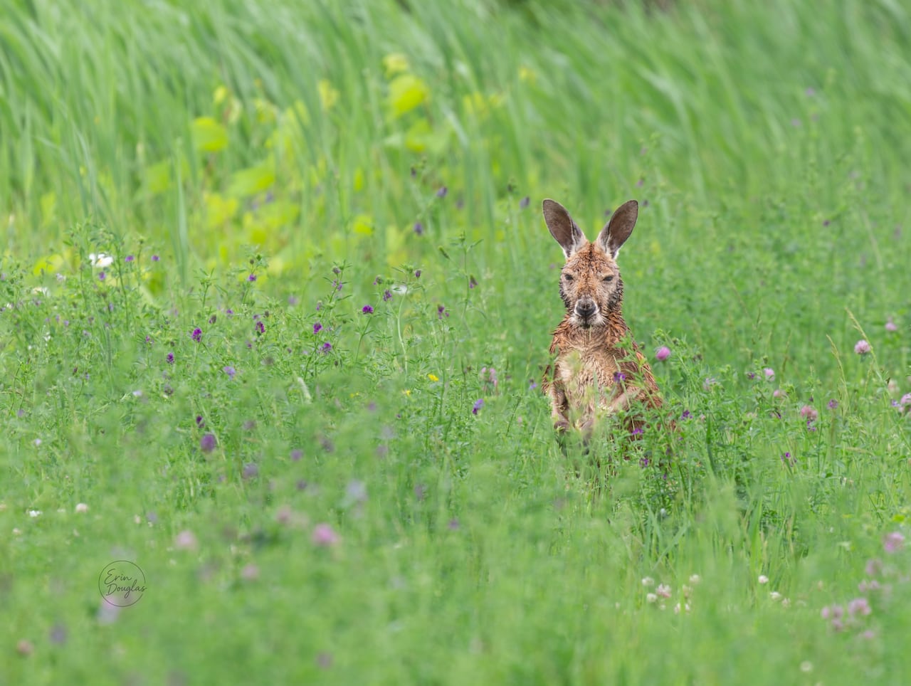 A kangaroo was loose on Montreal’s South Shore, raising questions about ...
