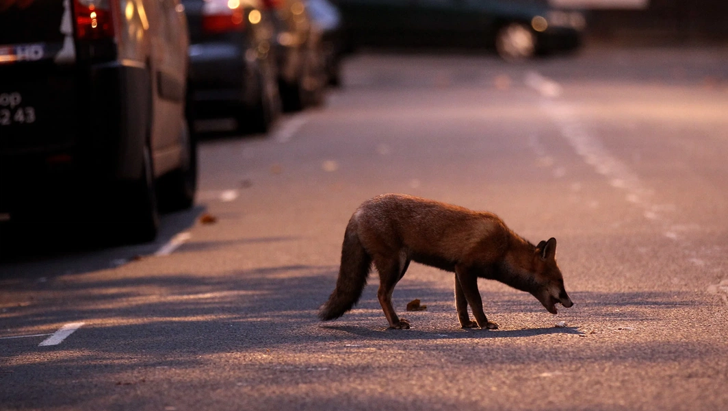 How city life is reshaping wild animals
