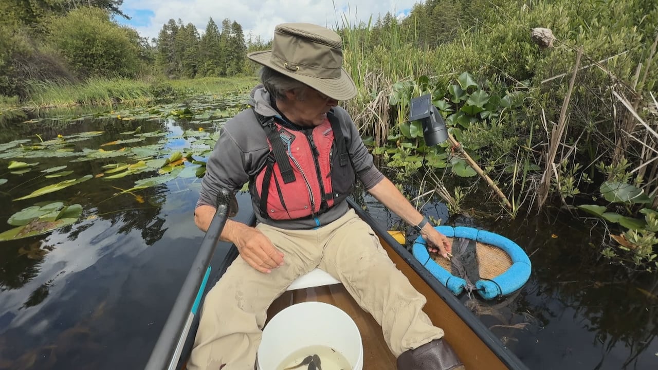 Hunting massive invasive American bullfrog tadpoles