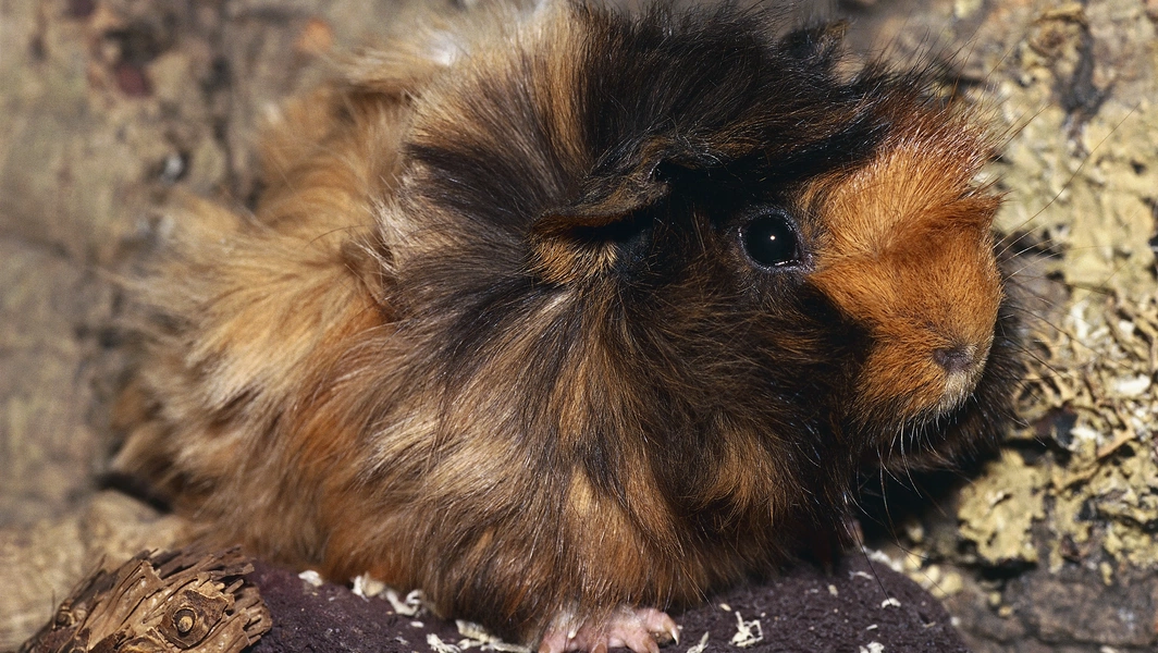 Why guinea pigs make great pets