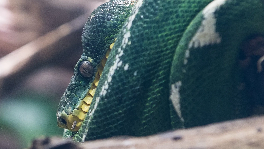 9 snakes with striking colors and patterns
