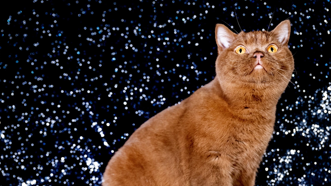 9 orange cat breeds and their distinctive traits
