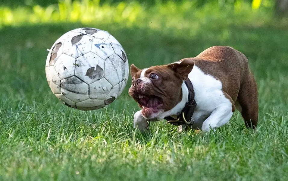 Boston terrier care made simple for happy pups