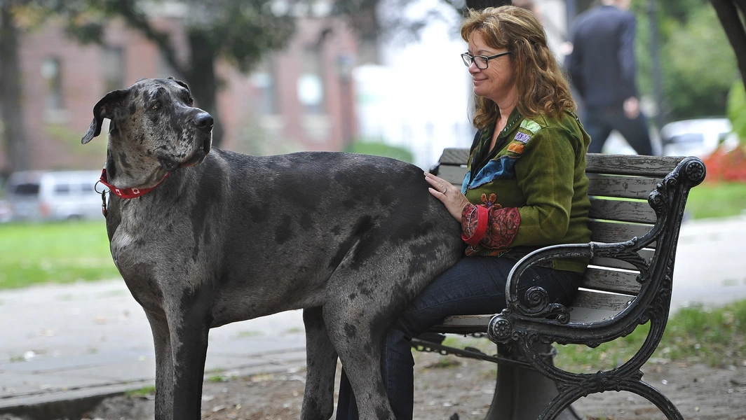 14 animals who forget their size