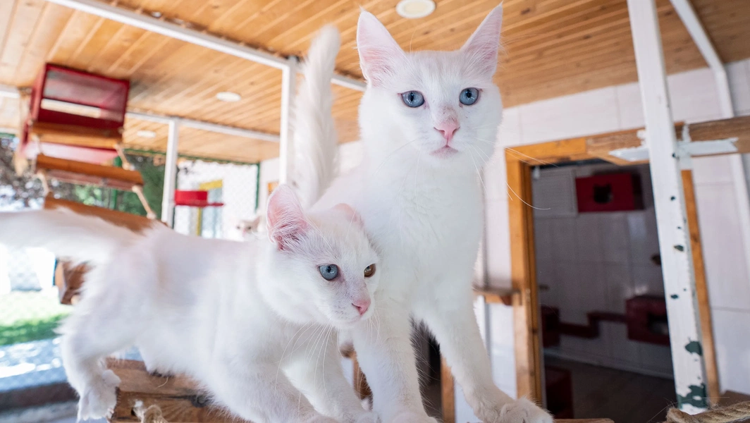 5 white cat breeds and their distinctive features