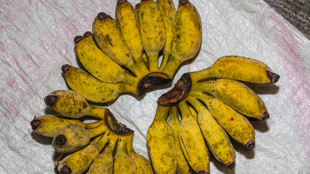 How to keep bananas fresh for weeks