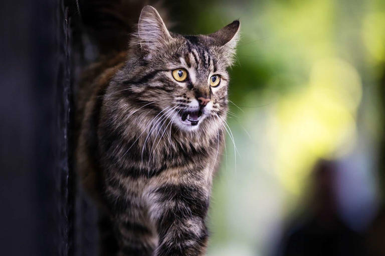 Stray cat attacks 5 people and a puppy, then tests positive for rabies ...