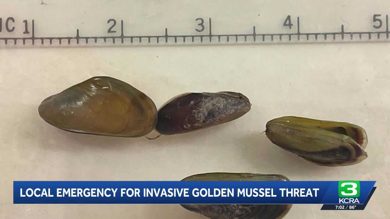 Sacramento County declares emergency over invasive golden mussels