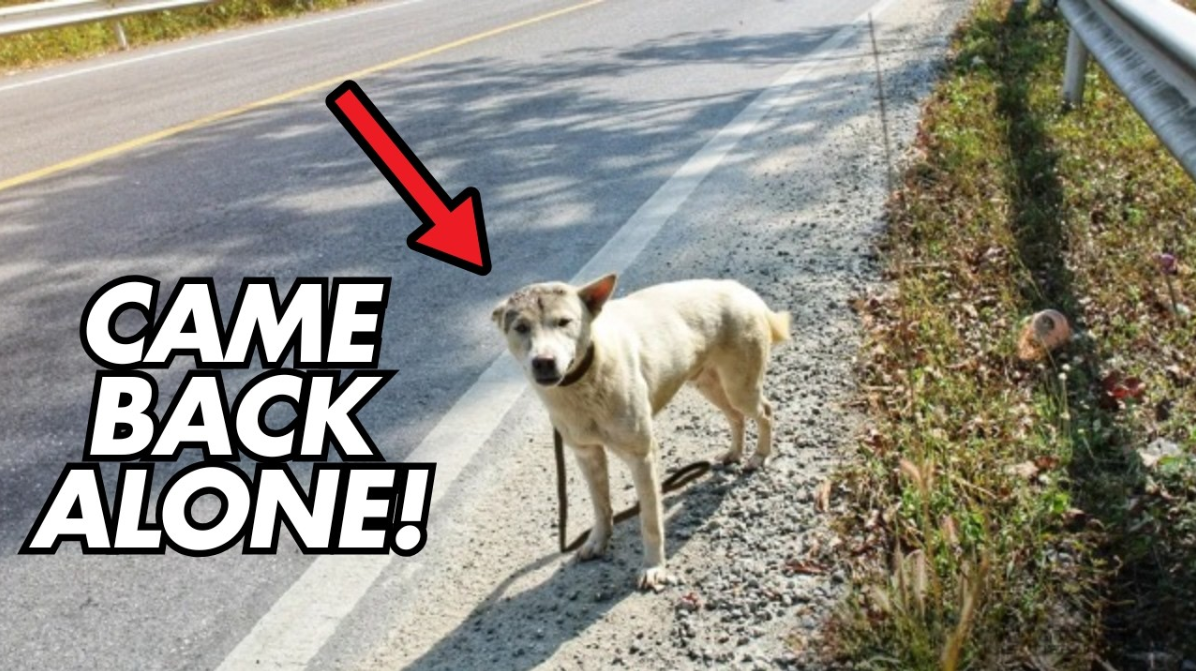 Mom sends little son to walk dog, hours later dog crawls back alone whining