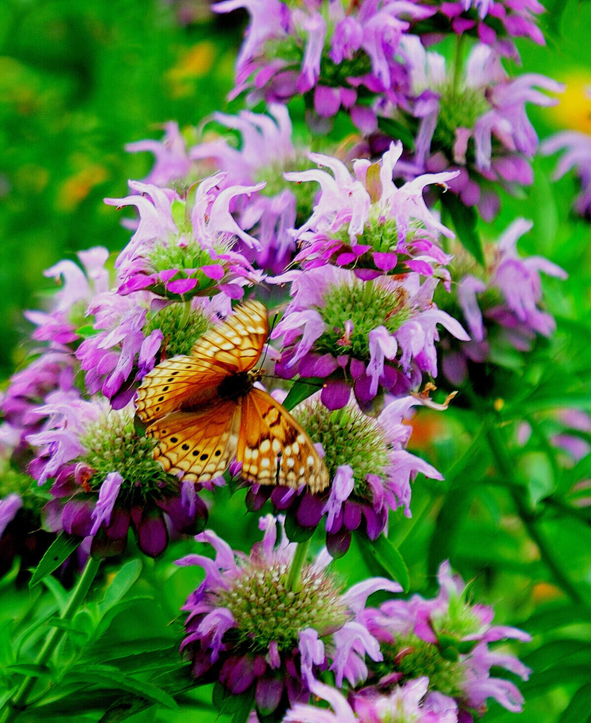 How to celebrate bees and other pollinators in Lexington next week ...