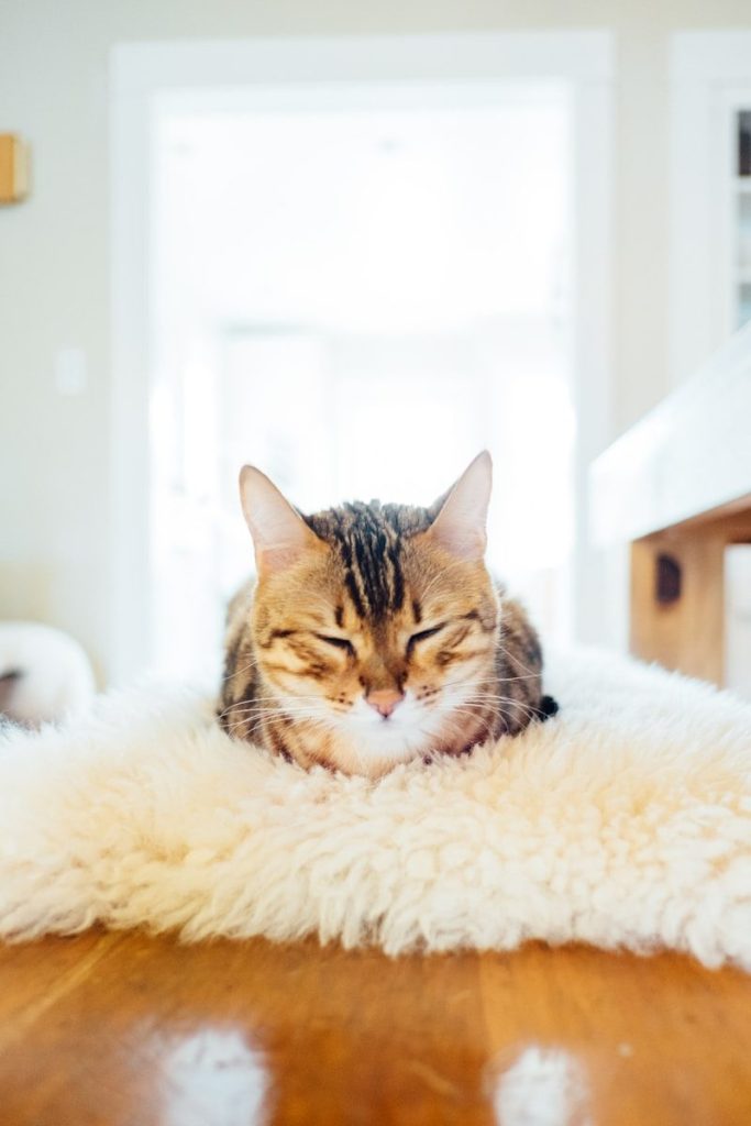 Why a lonely farm cat abandoned her barn for a sheep flock