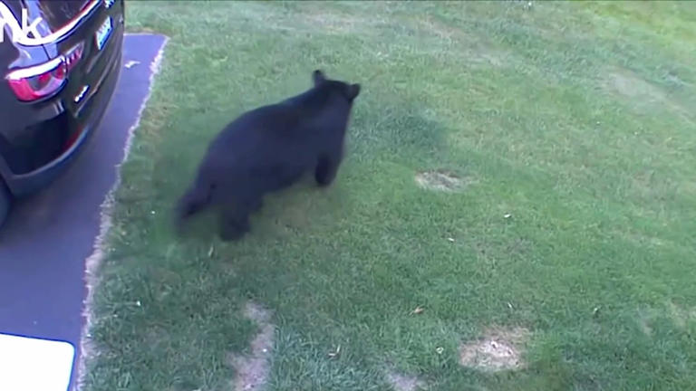 Negative bear interactions continue at concerning rate, prompting more ...