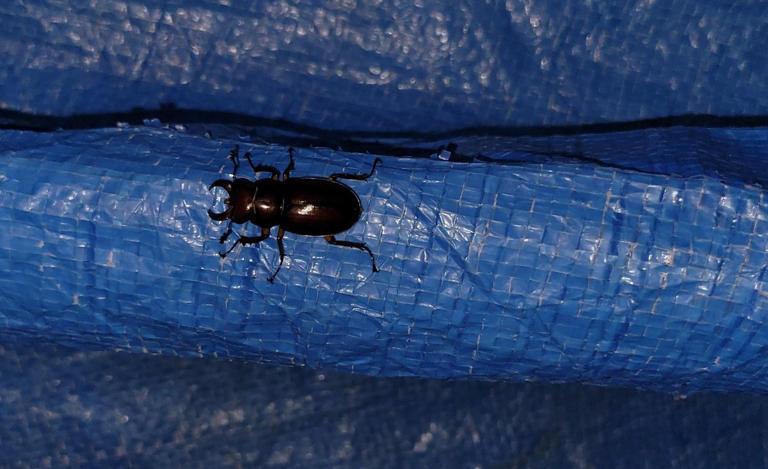 Why are there so many beetles in North Texas right now? Here's what ...