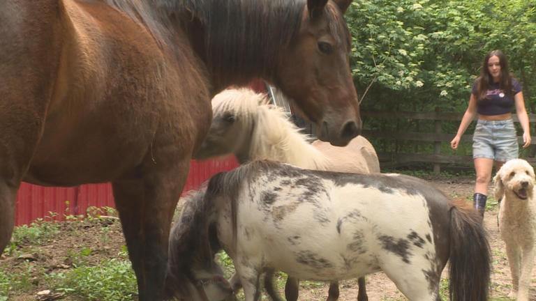 Ponies found: Two ponies returned home safe after nearly 24-hour search