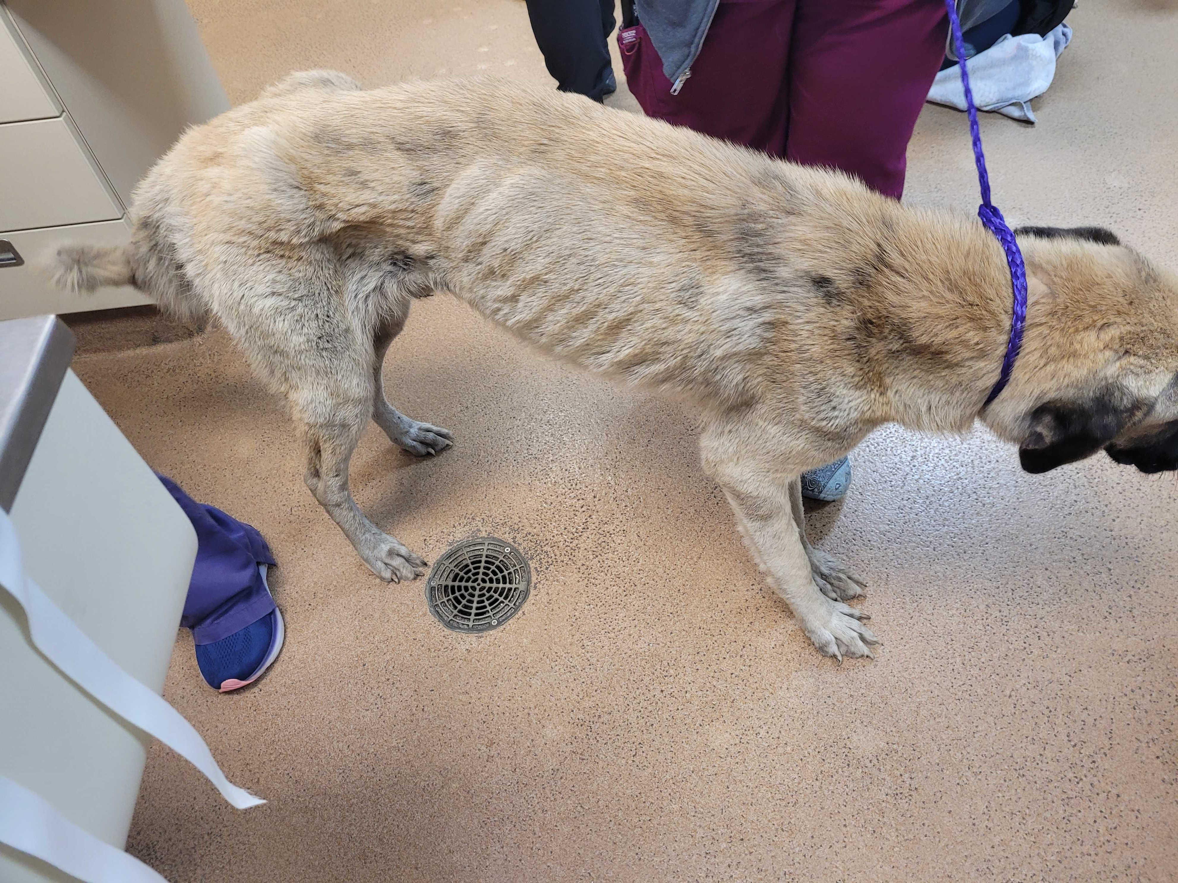 'Who is sick enough': Martin County man arrested after dead dog and ...