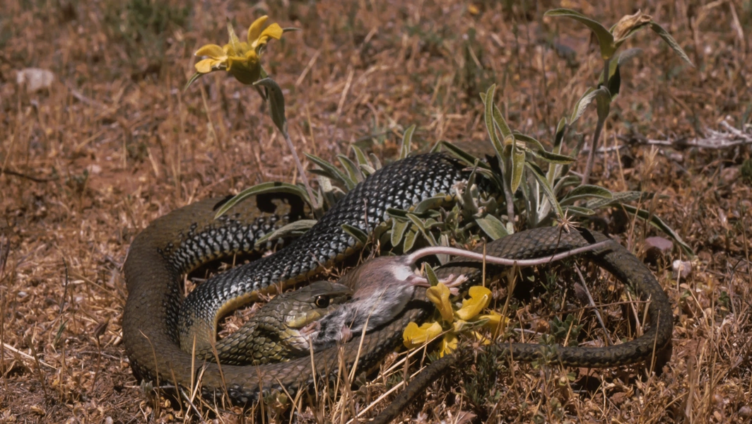 Effective strategies to keep snakes away