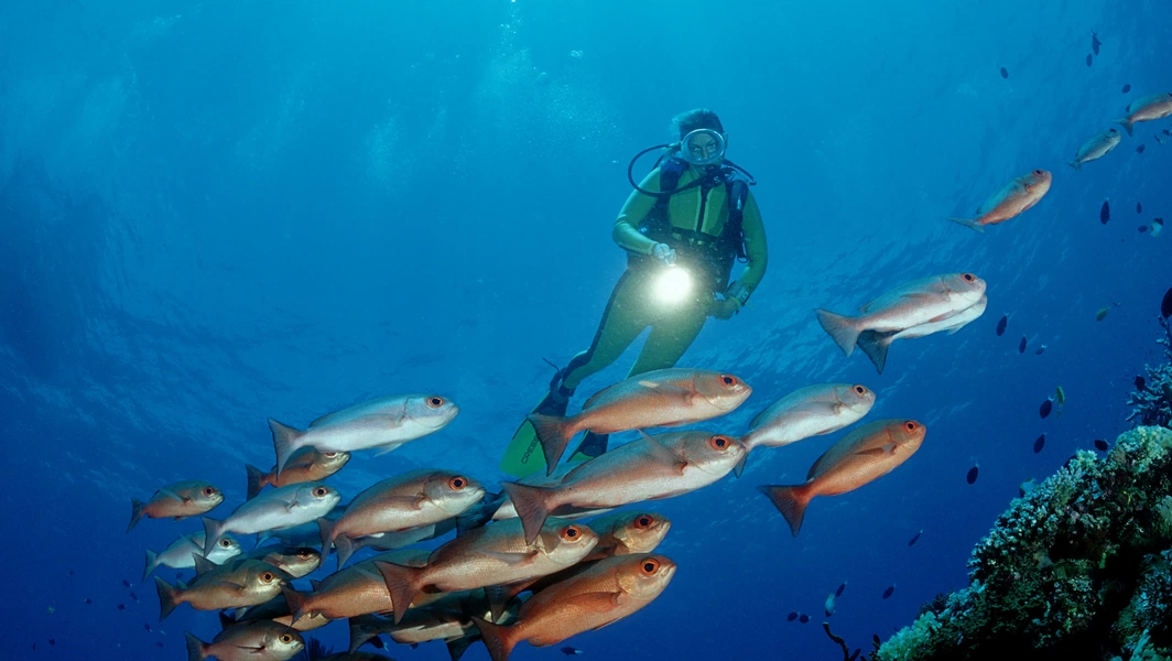 Father’s Day snapper recipe pairs with deep dive on fish’s life