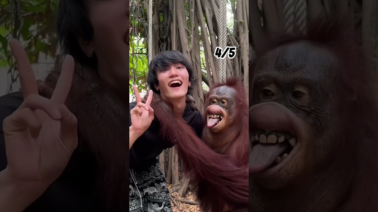 Reaction guy tries viral moments: Animal surprises & Pringles challenge ...