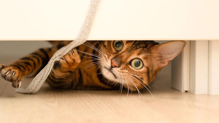 Grumpy orange cat’s ongoing battle with the new cat flap is comedy gold